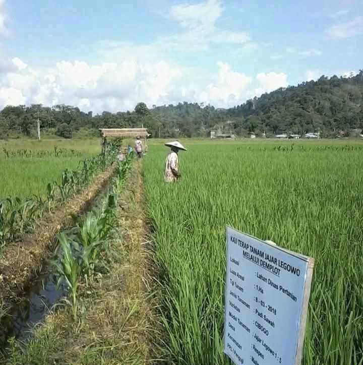 Penyuluh Pertanian Berperan Penting Wujudkan Ketahanan Pangan - Warta ...